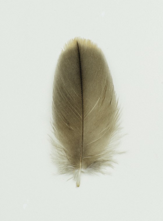 Studies Of Australian Feathers – Fubiz Media