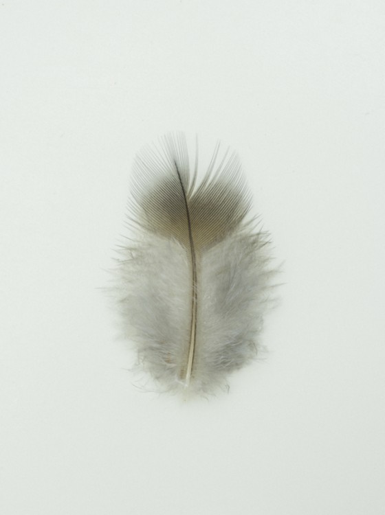 Studies Of Australian Feathers – Fubiz Media
