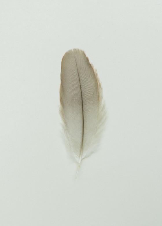 Studies Of Australian Feathers – Fubiz Media
