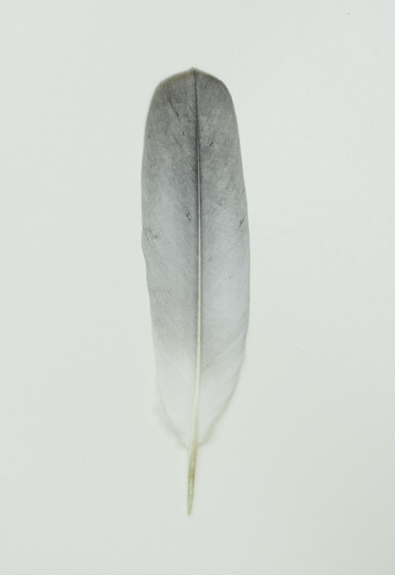 Studies Of Australian Feathers – Fubiz Media