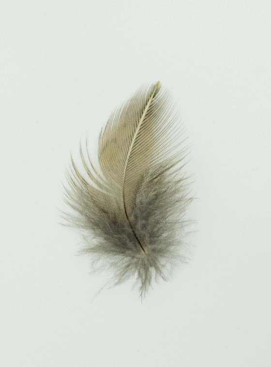 Studies Of Australian Feathers – Fubiz Media