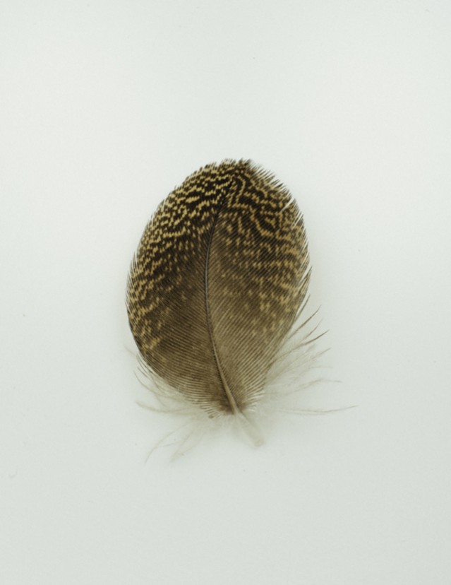 Studies Of Australian Feathers – Fubiz Media