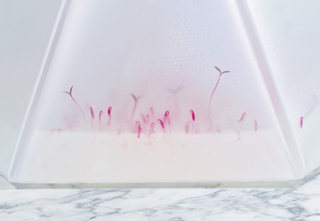 Microgarden Kit – a new way of growing greens at home – Fubiz Media