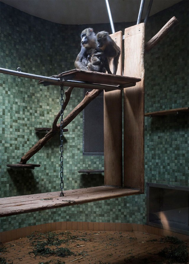 Sad Images at Berlin Zoo – Fubiz Media