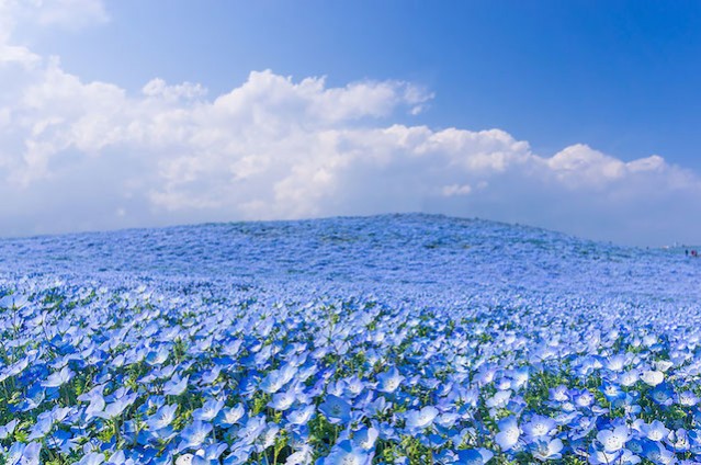 Fields of Blue Flowers in Japan – Fubiz Media