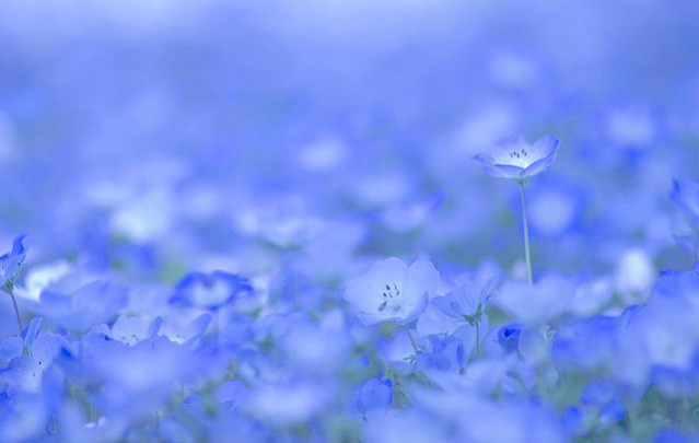 Fields of Blue Flowers in Japan – Fubiz Media