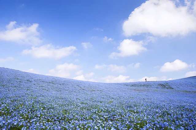 Fields of Blue Flowers in Japan – Fubiz Media