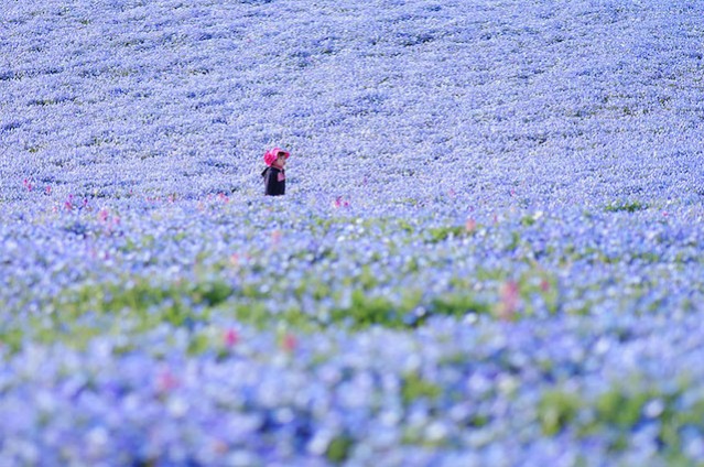 Fields of Blue Flowers in Japan – Fubiz Media