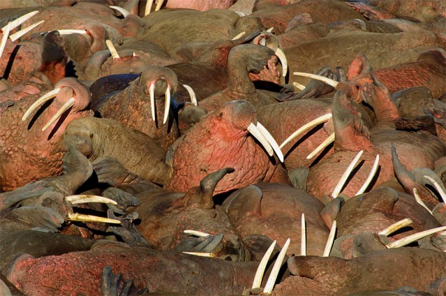 Amazing Animals Colonies – Fubiz Media