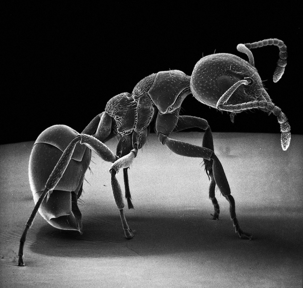 Insect Photography with Electron Microscope – Fubiz Media