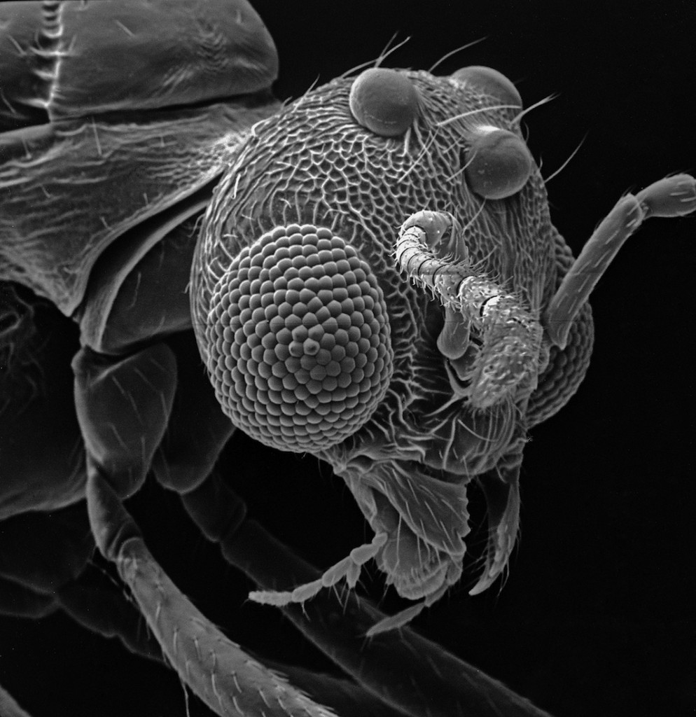 Insect Photography with Electron Microscope – Fubiz Media
