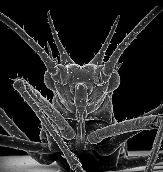 Insect Photography with Electron Microscope – Fubiz Media