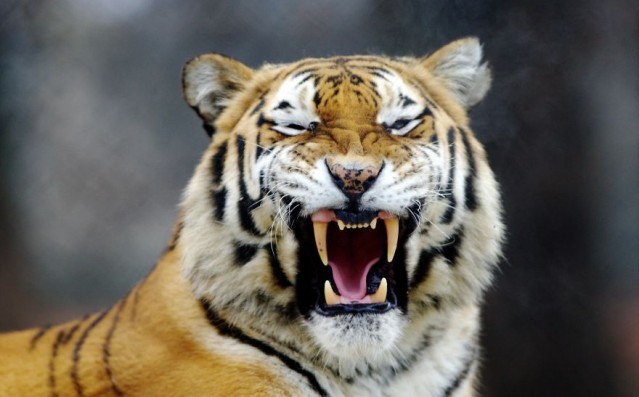 Zoo Animals Photography – Fubiz Media