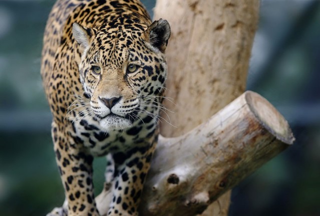 Zoo Animals Photography – Fubiz Media