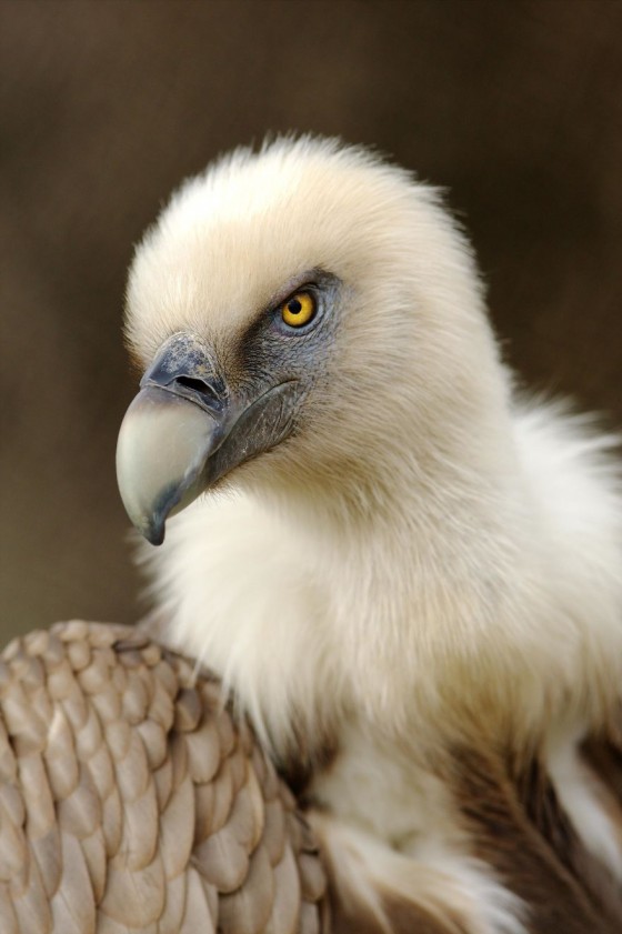 Zoo Animals Photography – Fubiz Media