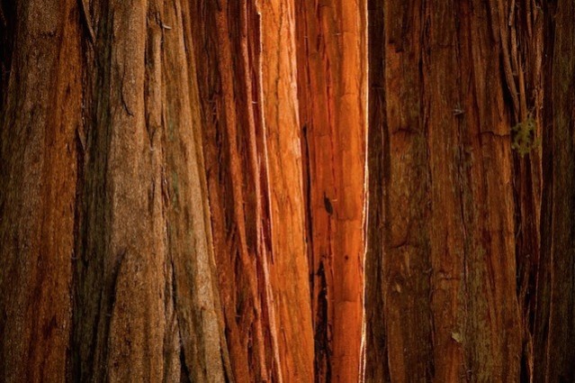 Nature Abstract Patterns – Fubiz Media