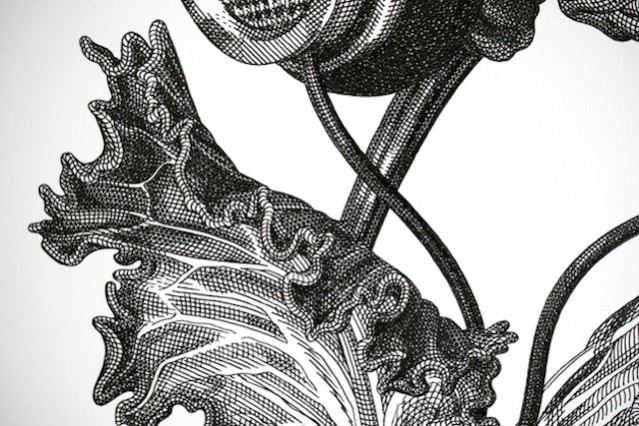 Modern Engravings by Olivia Knapp – Fubiz Media