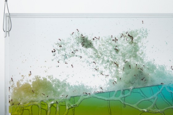 Beautiful Anthill Installation – Fubiz Media