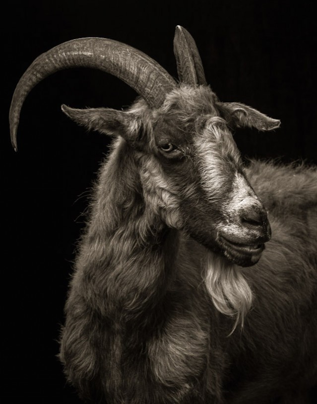 Farm Animals Dramatic Portraits – Fubiz Media