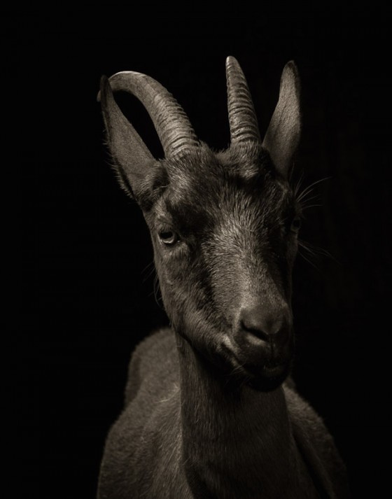 Farm Animals Dramatic Portraits – Fubiz Media