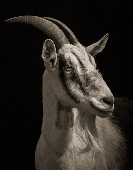 Farm Animals Dramatic Portraits – Fubiz Media