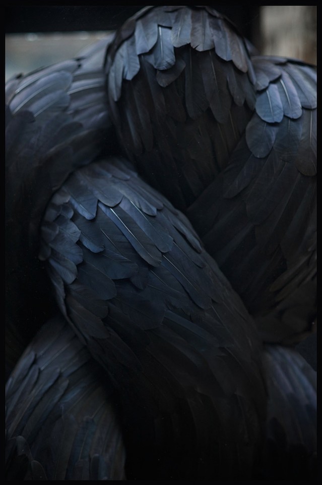 Organic Feathers Sculptures – Fubiz Media