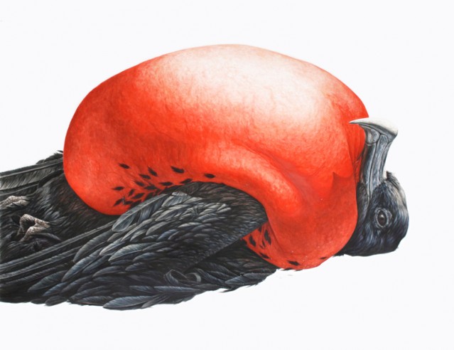 Hyperrealistic Animals Paintings – Fubiz Media