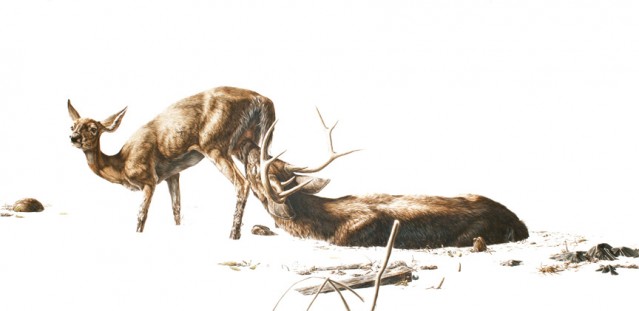 Hyperrealistic Animals Paintings – Fubiz Media