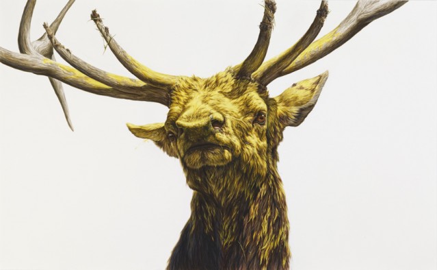 Hyperrealistic Animals Paintings – Fubiz Media