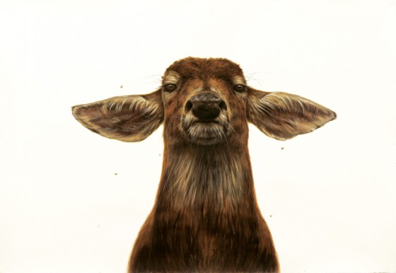 Hyperrealistic Animals Paintings – Fubiz Media