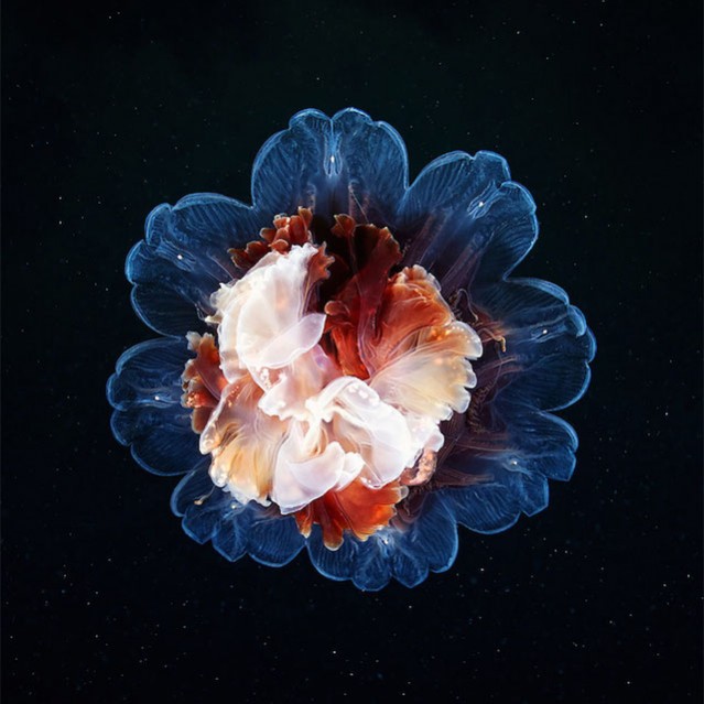 Impressive Jellyfish Photography – Fubiz Media