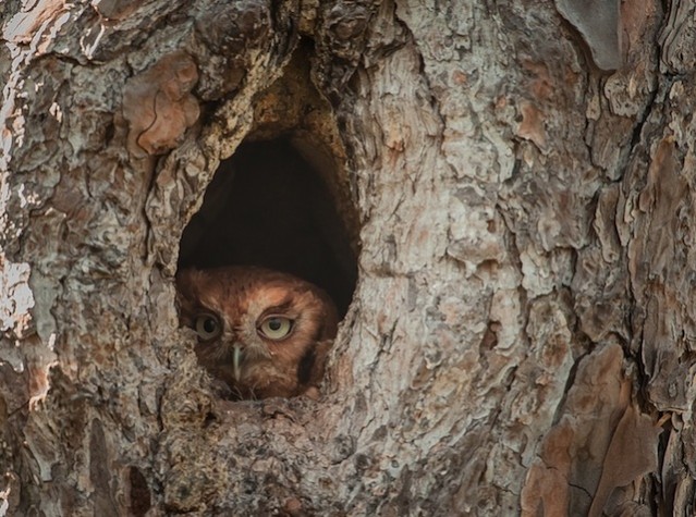 Camouflaged Owls Within Trees – Fubiz Media