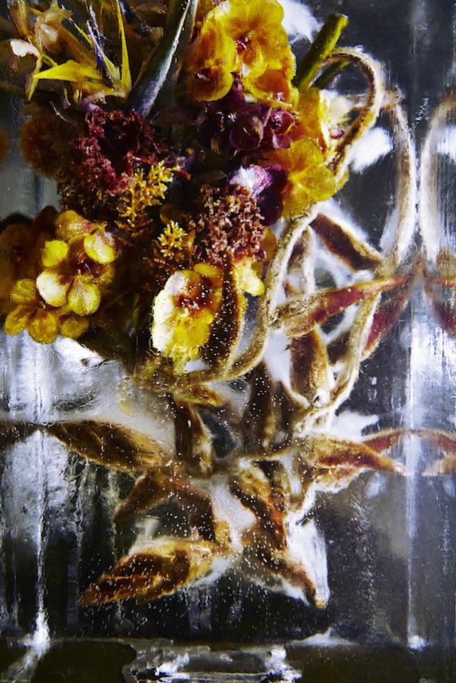 Iced Flowers Installations – Fubiz Media