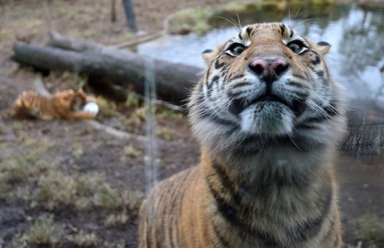 Animals at the London Zoo Photography – Fubiz Media