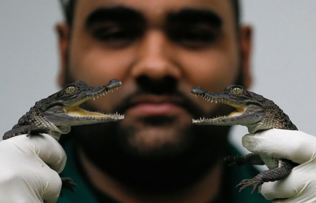 Animals at the London Zoo Photography – Fubiz Media