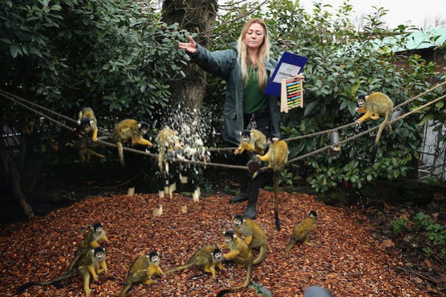 Animals at the London Zoo Photography – Fubiz Media