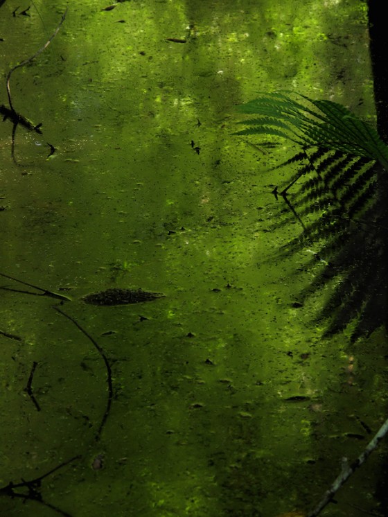 Abstract Nature Details – Fubiz Media