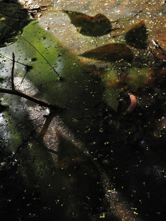 Abstract Nature Details – Fubiz Media