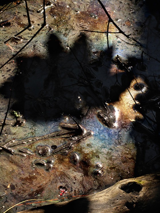 Abstract Nature Details – Fubiz Media