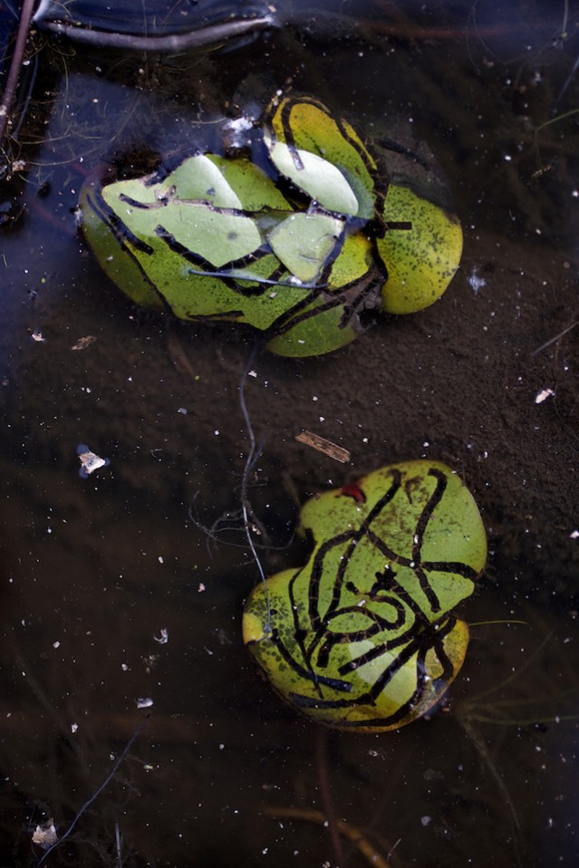 Abstract Nature Details – Fubiz Media