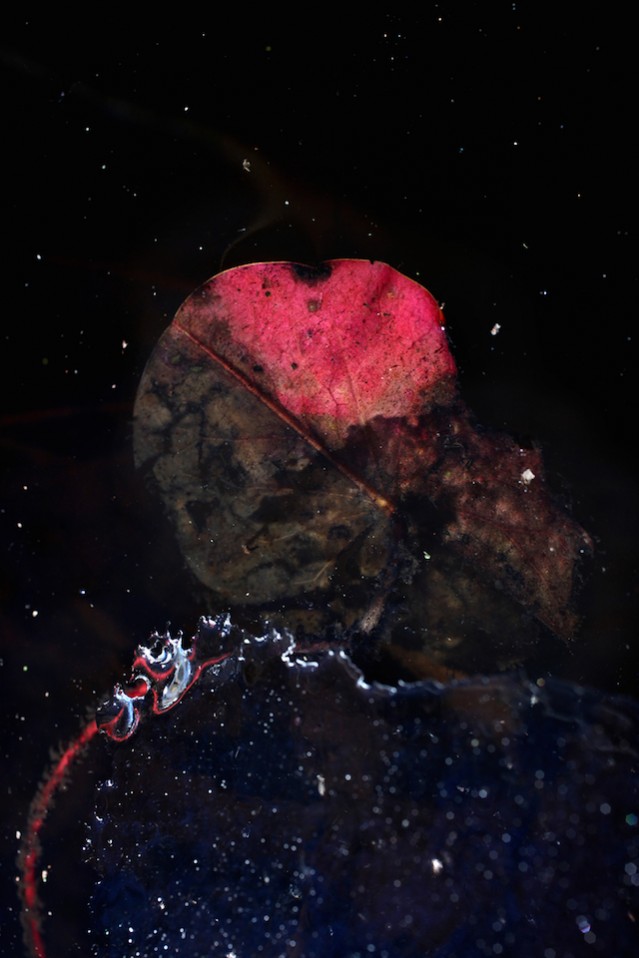 Abstract Nature Details – Fubiz Media