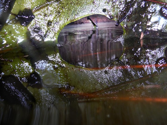 Abstract Nature Details – Fubiz Media