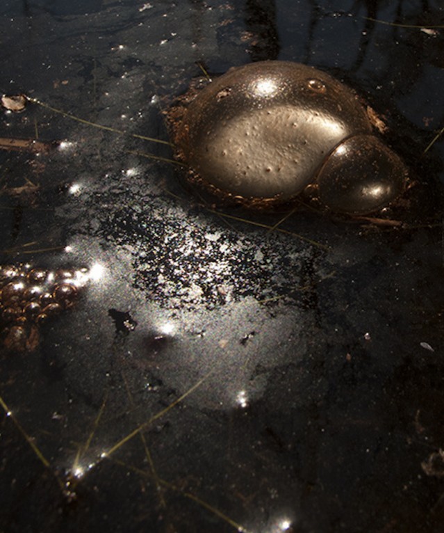 Abstract Nature Details – Fubiz Media