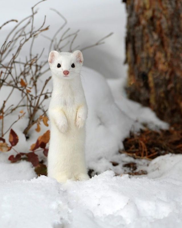 Adorable Ermine in Snowy Landscape – Fubiz Media