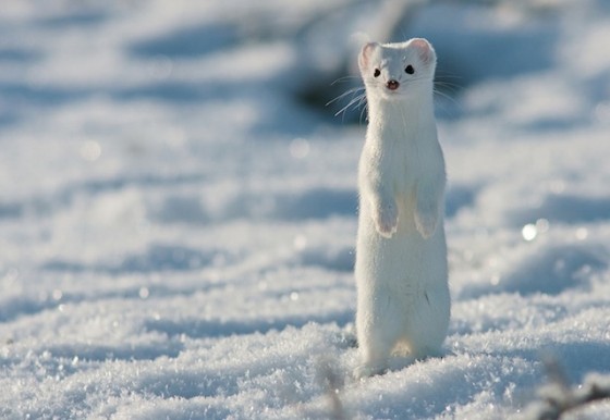 Adorable Ermine in Snowy Landscape – Fubiz Media