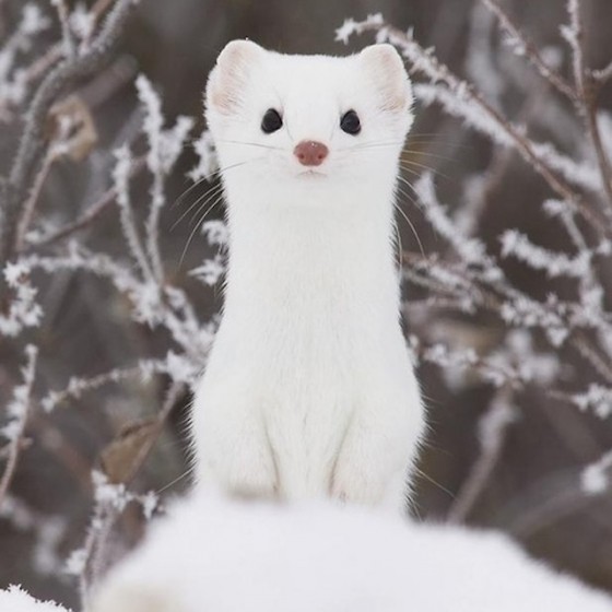 Adorable Ermine in Snowy Landscape – Fubiz Media