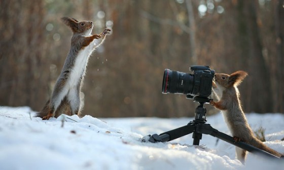 Cute Squirrel Photo Shoot – Fubiz Media