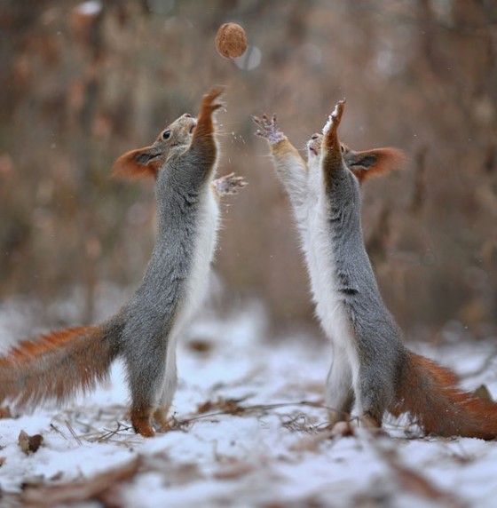 Cute Squirrel Photo Shoot – Fubiz Media