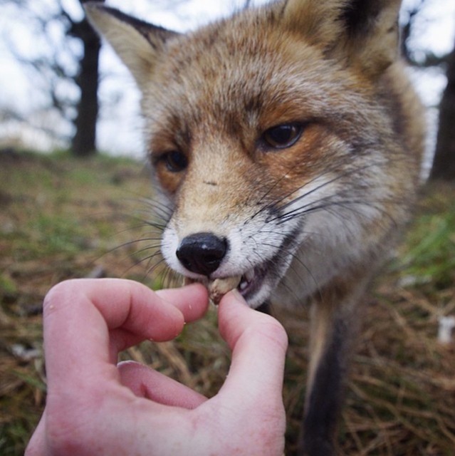 Wildlife Touching Photography – Fubiz Media