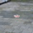 World Smallest Quadricopter Drone – Fubiz Media
